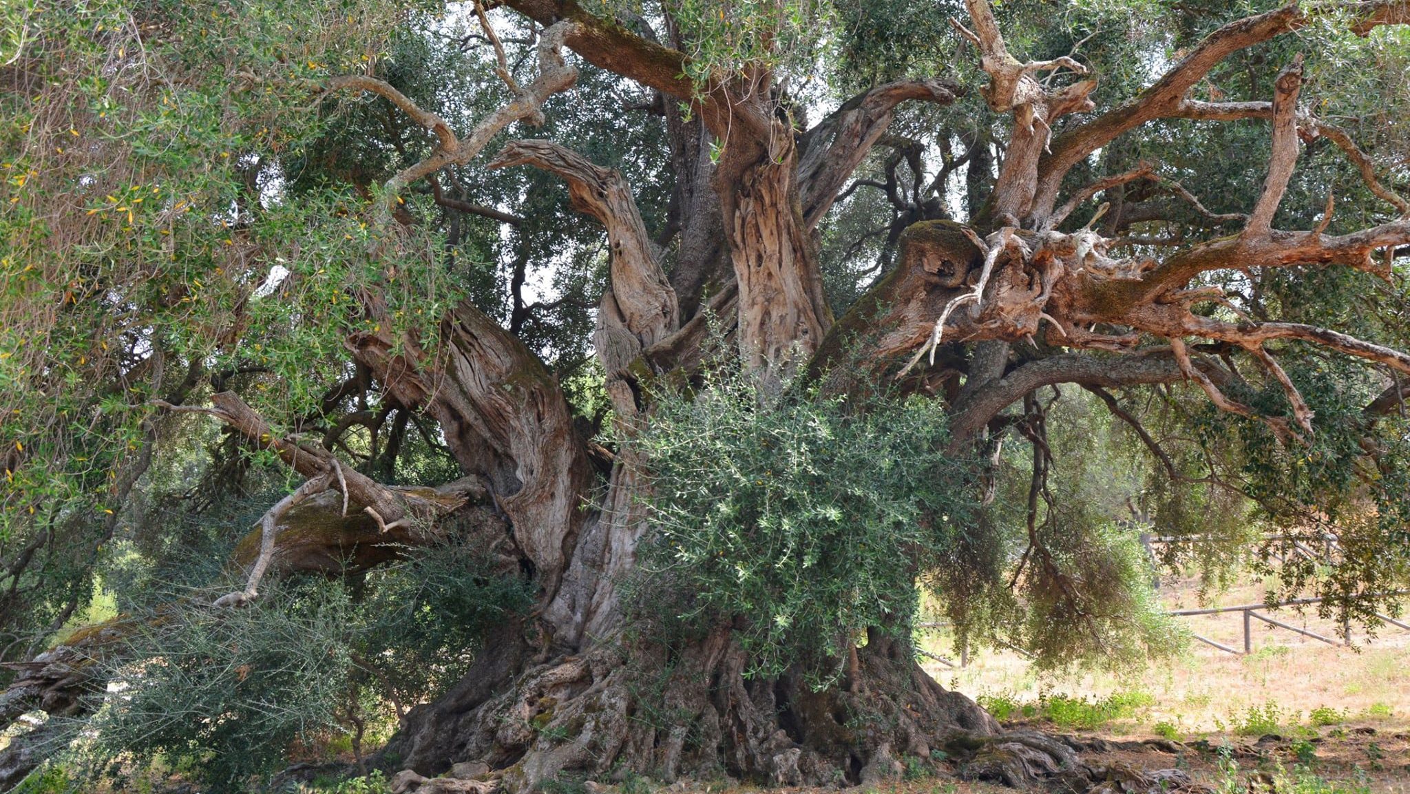 Luras, l'Olivastro millenario è terzo allo European Tree of the Year ...